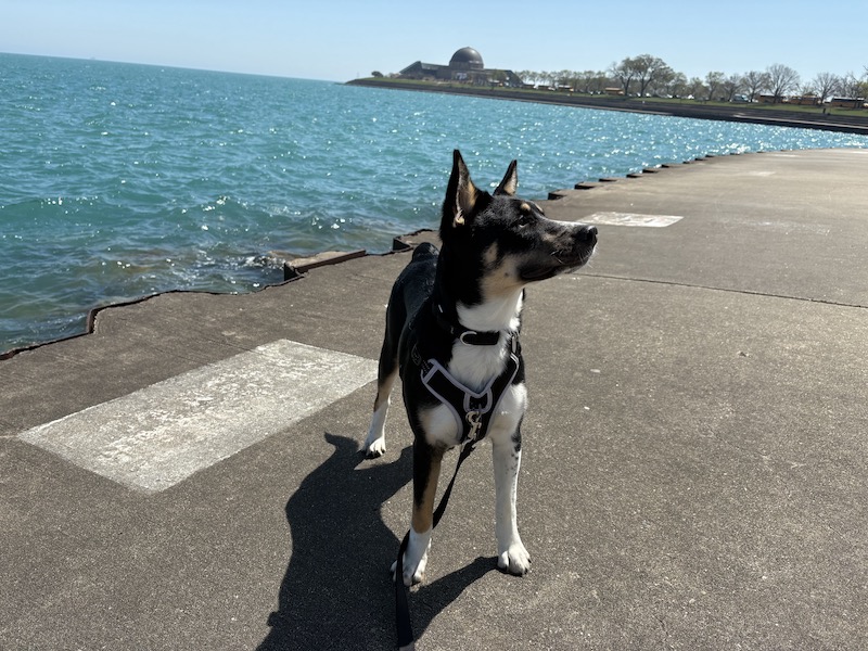 The 2025 PAWS Chicago 5K Fundraising Drive is Underway! - Double Dragon ...